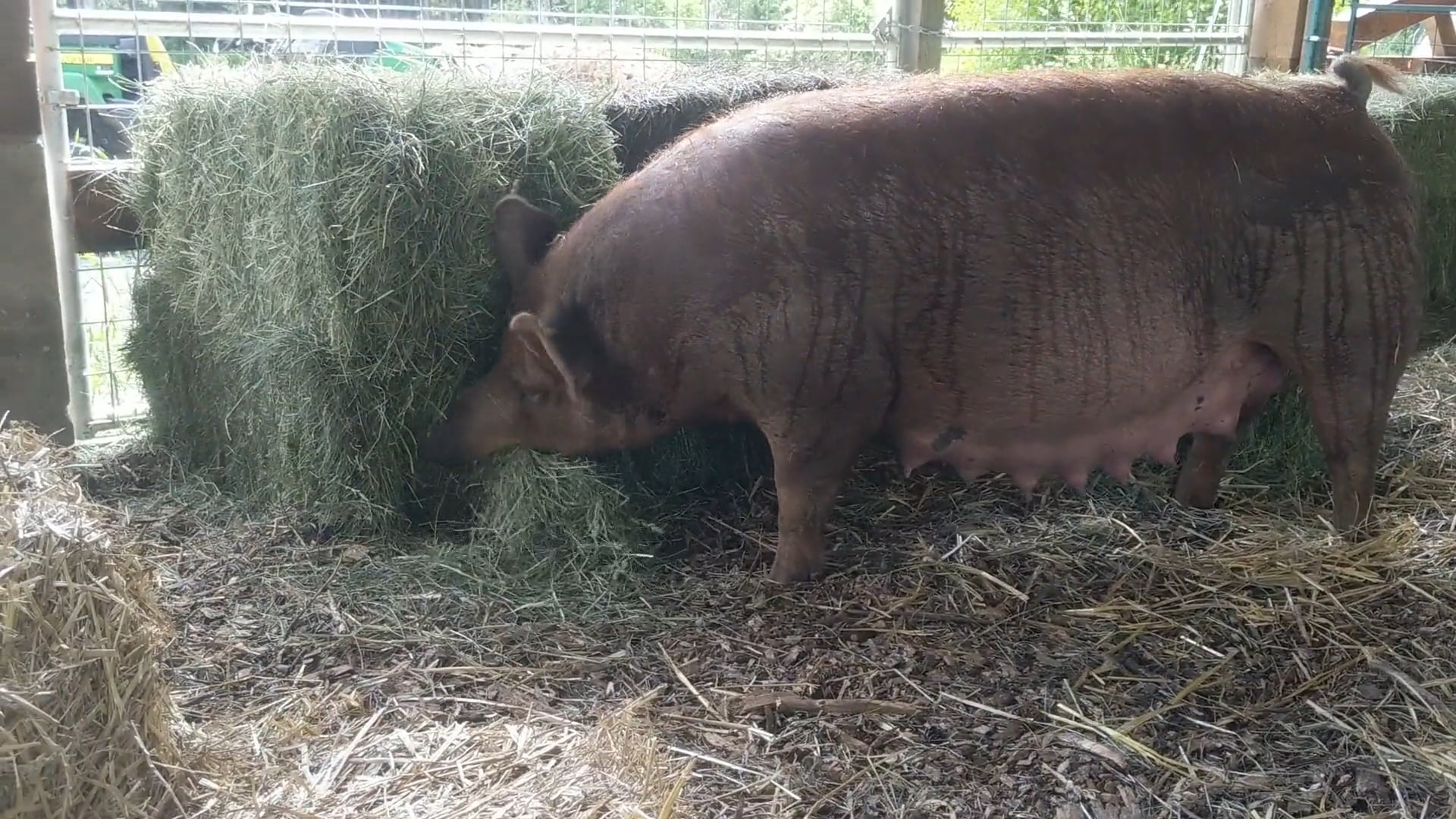Lassie building her farrowing nest on Vimeo