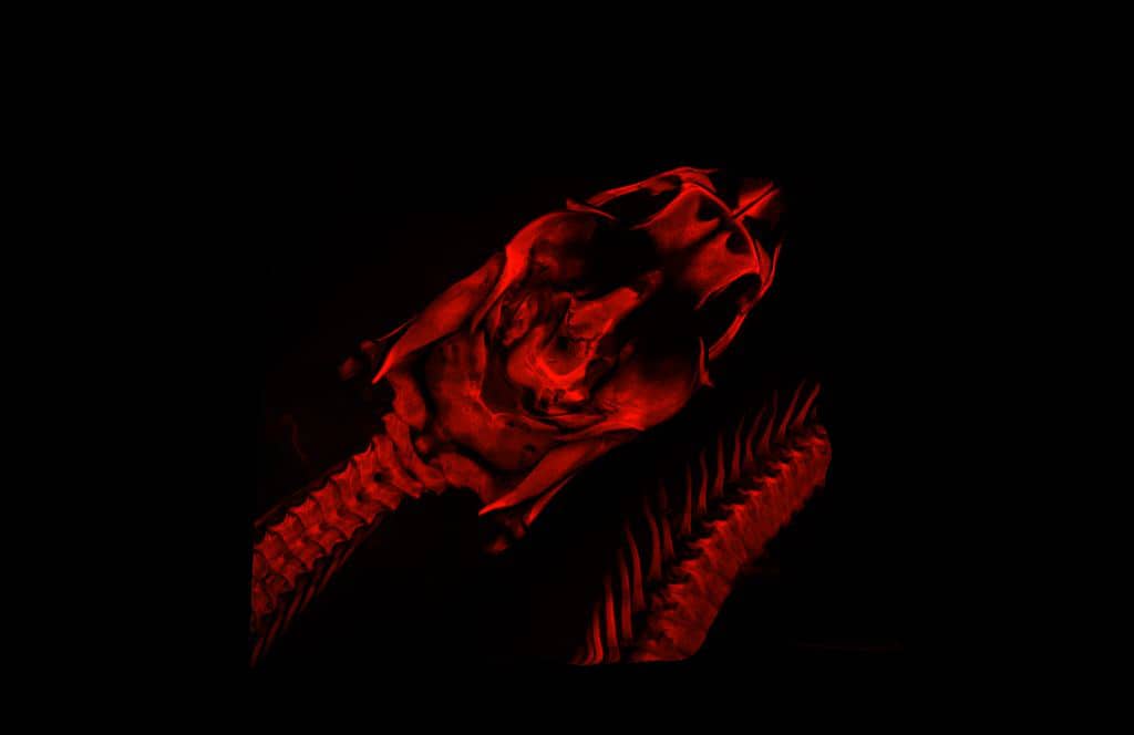 Corn Snake Skeleton on Vimeo