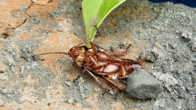 Insects Work Expense Trade - Free video on Pixabay