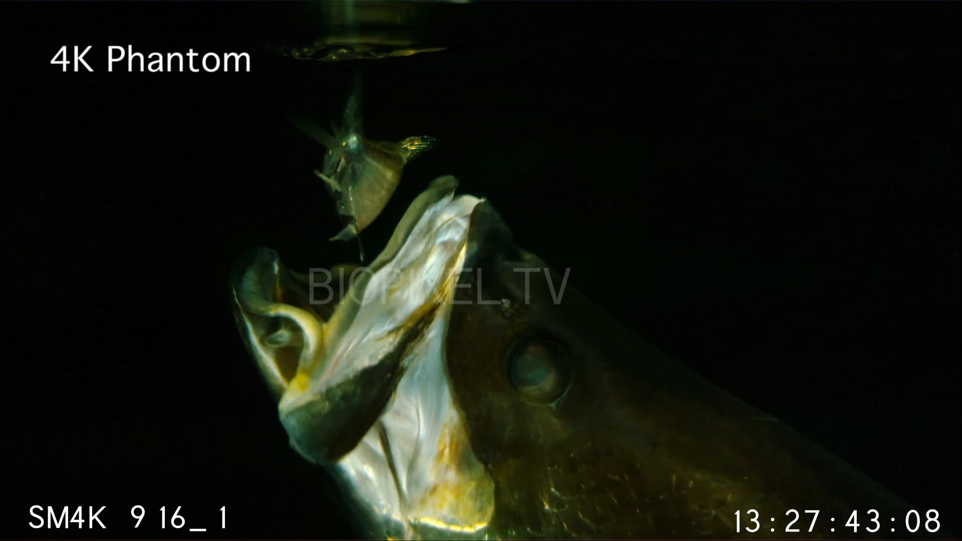 Freshwater Streams and Rivers - Barramundi feeding on fish slow motion ...