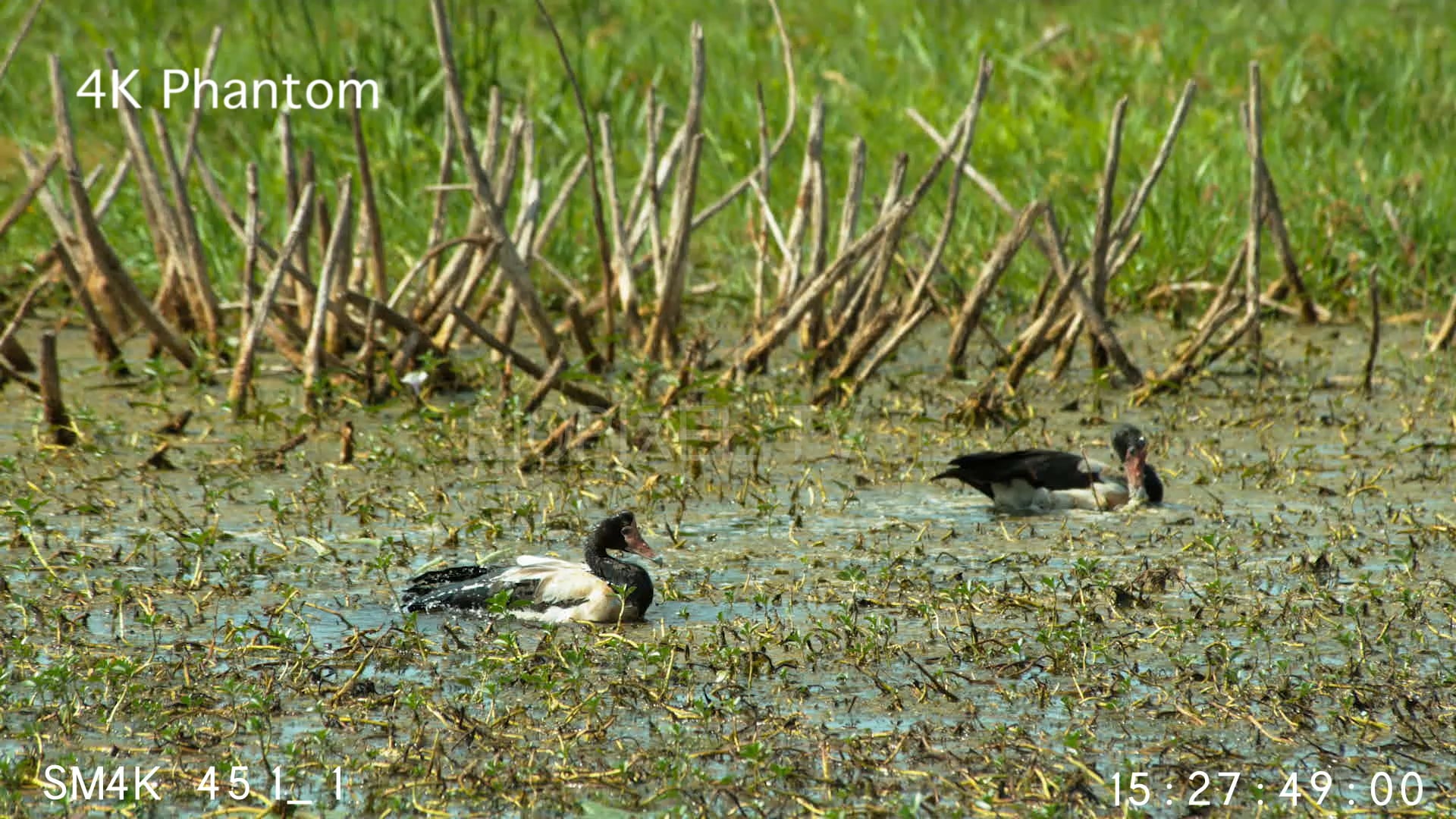 Bird Mating and Nesting - Magpie geese in wetlands slow motion 4K 500 ...