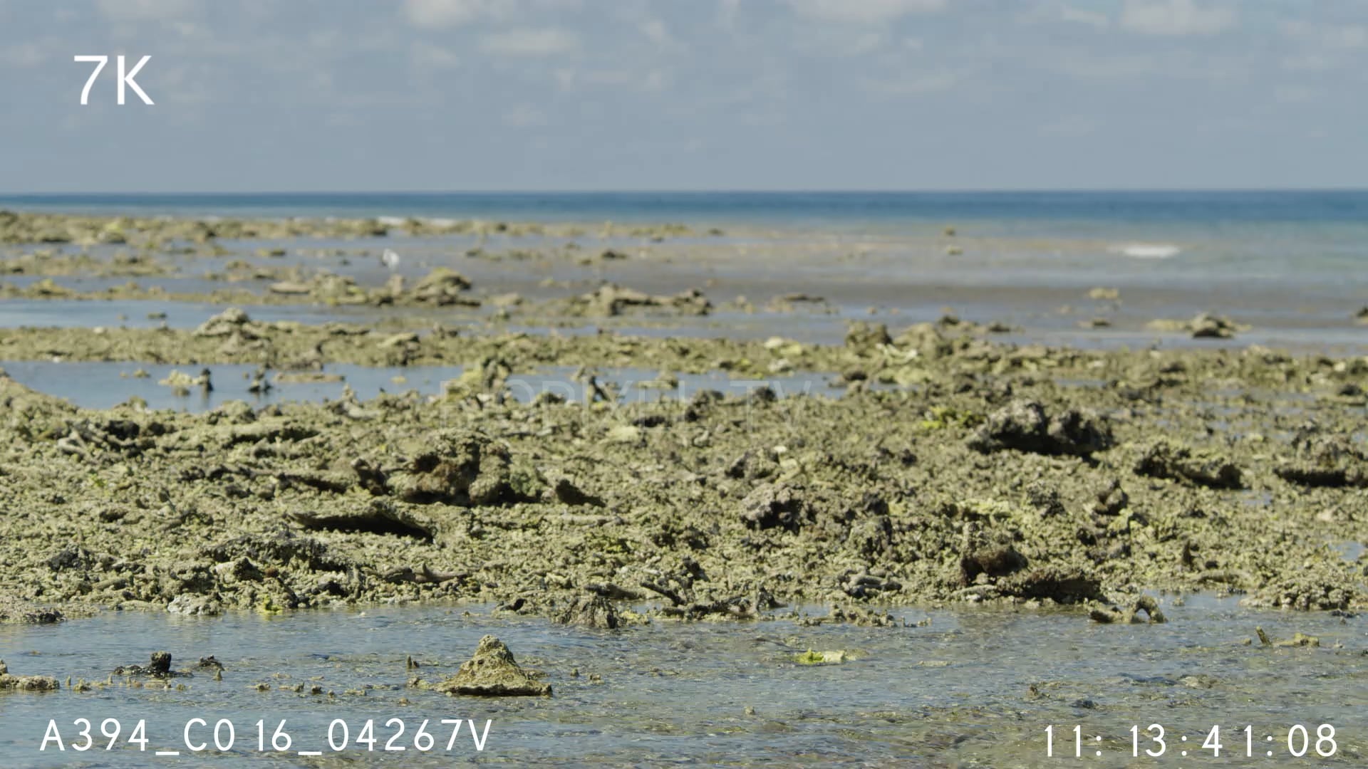 Coral Polyp - Exposed reef edge at low tide 7K on Vimeo