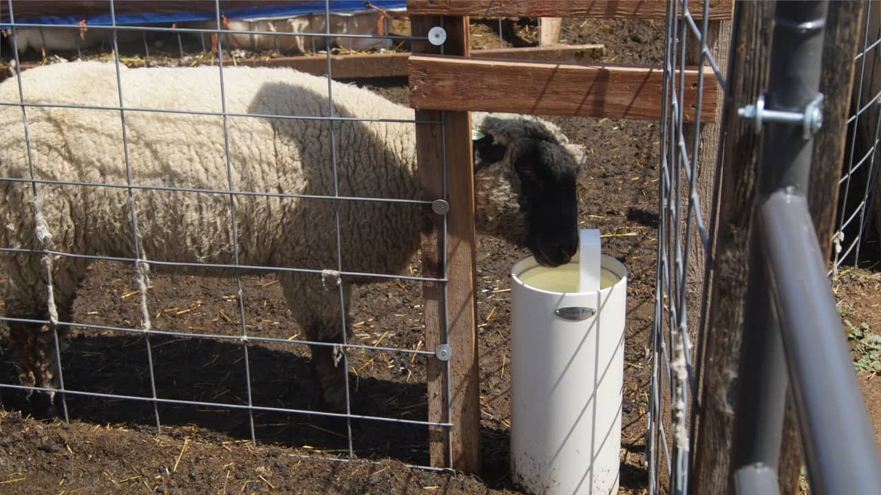 Drinking Post Frost Free Automatic Sheep Waterer on Vimeo