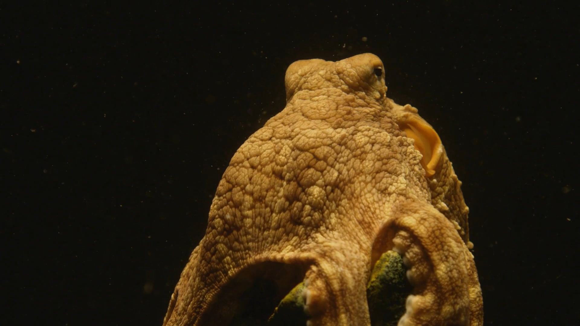 Man Vs Octopus on Vimeo