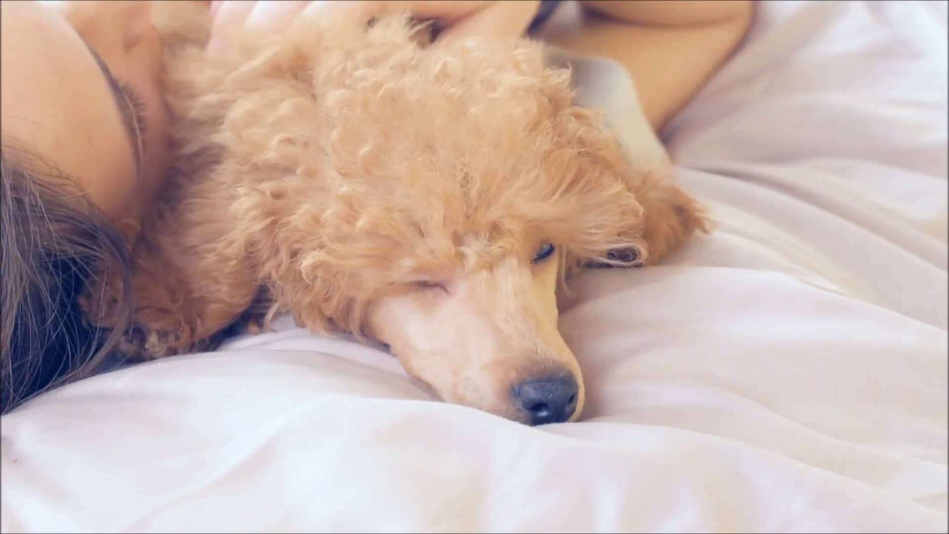 A Letter to My Dog on Vimeo