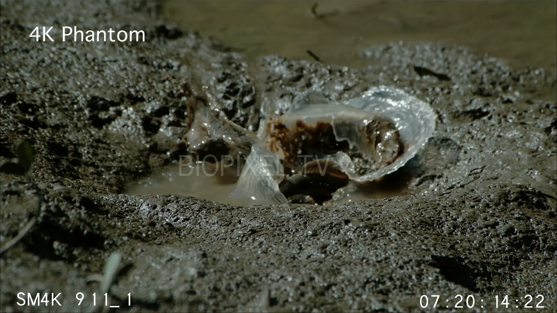 4K Fish Weird - Giant mudskipper slow motion 500 frames per second 4K ...