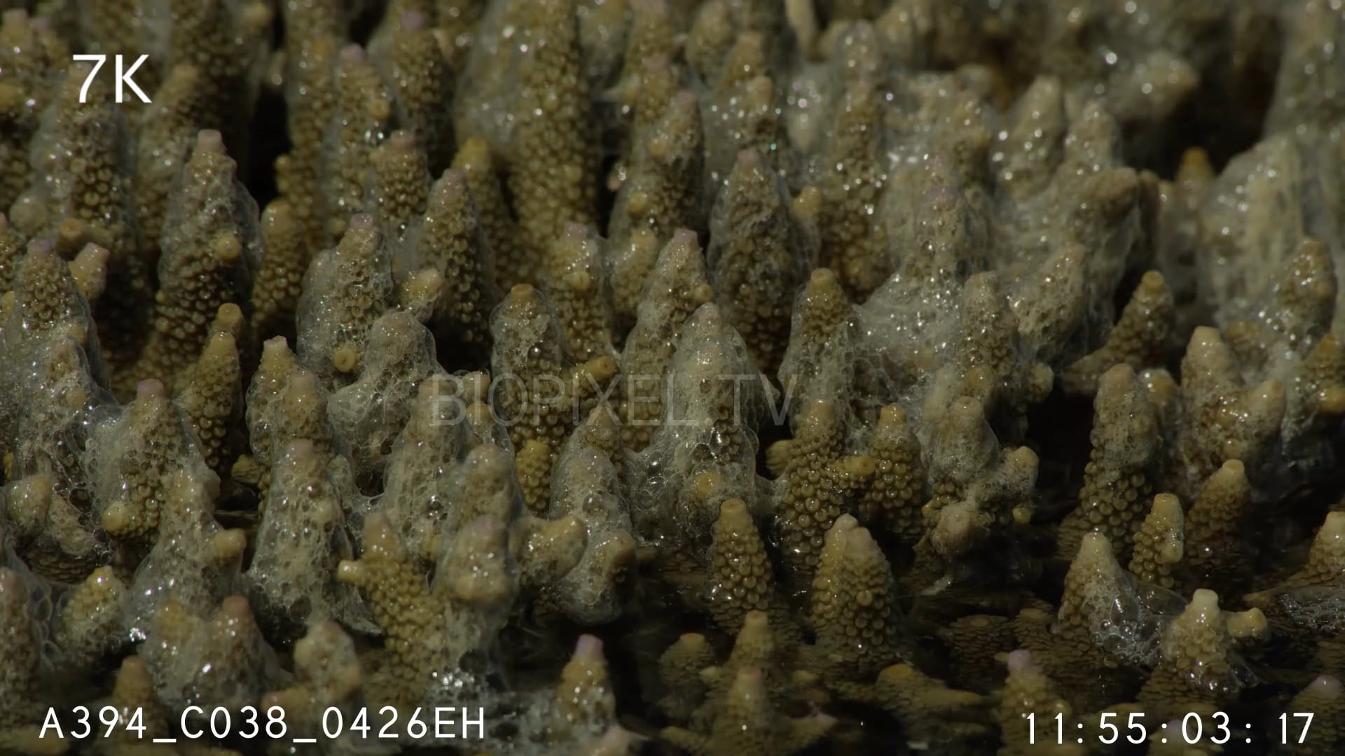 Coral Polyp - Corals exposed at low tide showing mucous 7K on Vimeo
