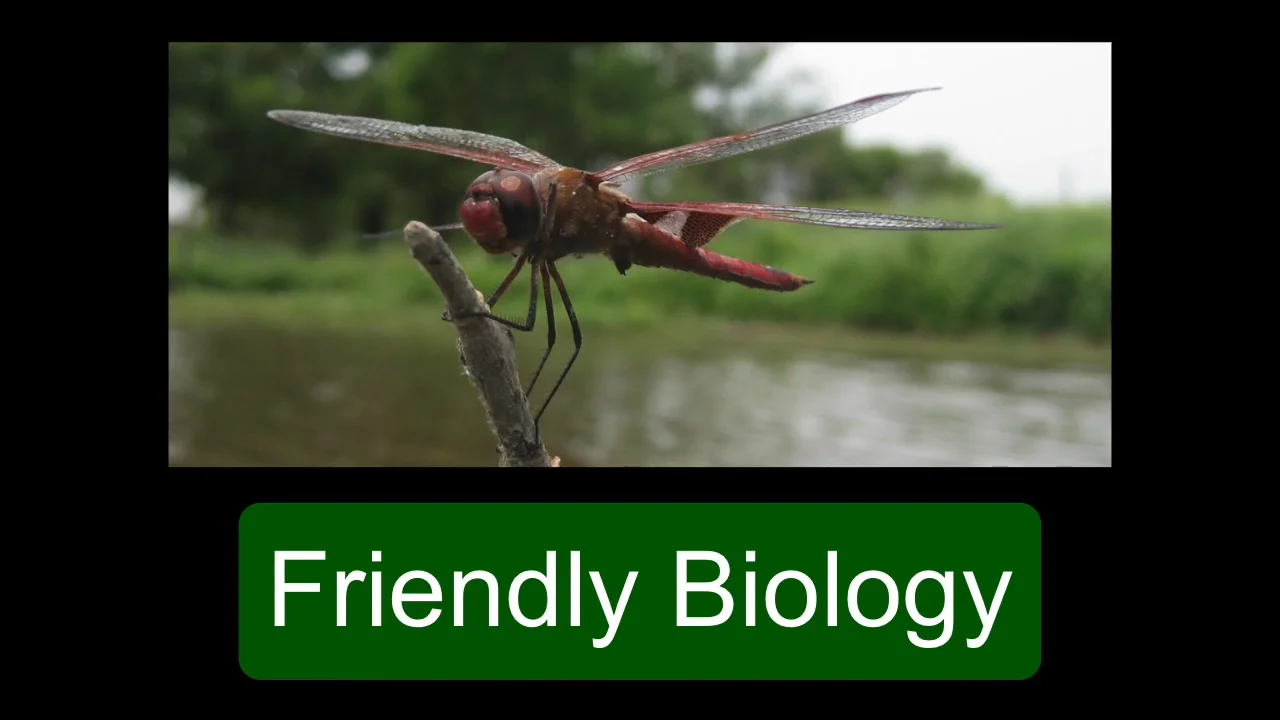 Friendly Biology Lesson 4 on Vimeo