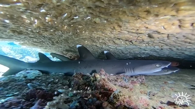 White Tipped Reef Shark