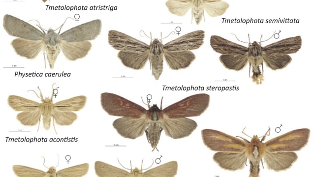 Naming moths — Science Learning Hub