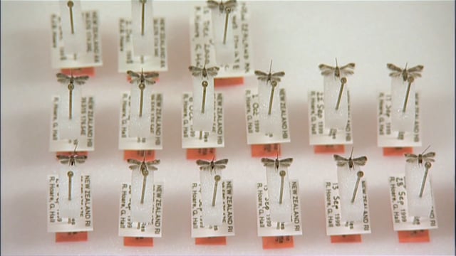 Why euthanise some moths? — Science Learning Hub