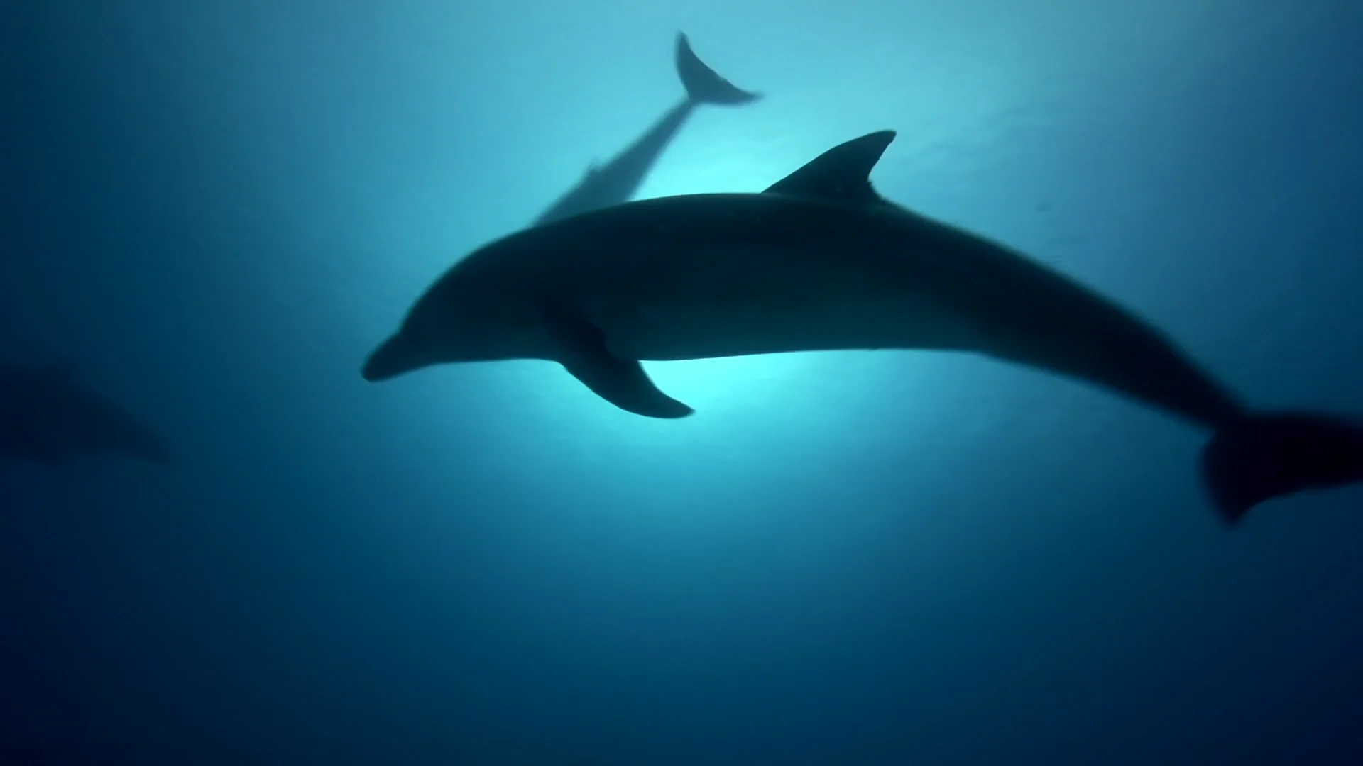 Watch The Dolphin Dreams - A dolphin meditation/relaxation session ...