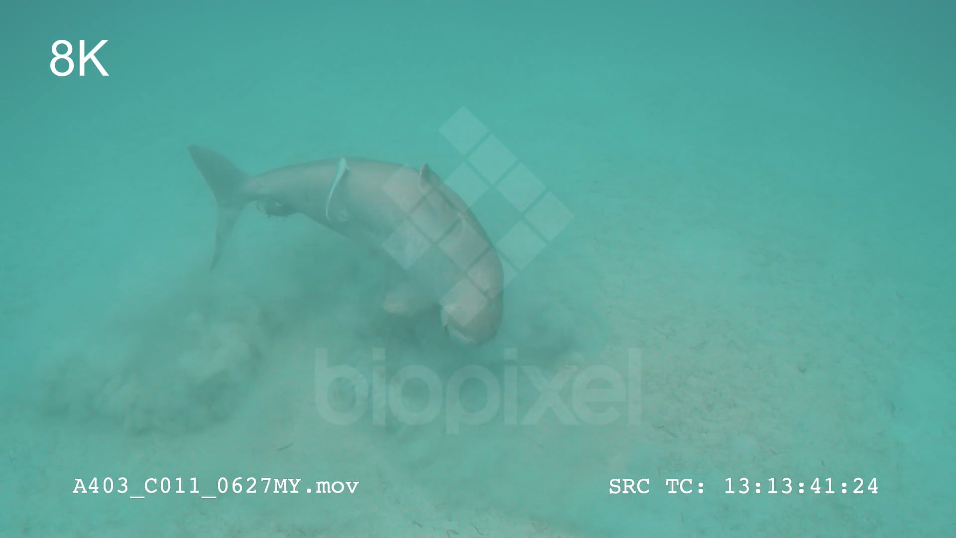 4K Seagrass - Dugong trying to remove a remora 8K on Vimeo