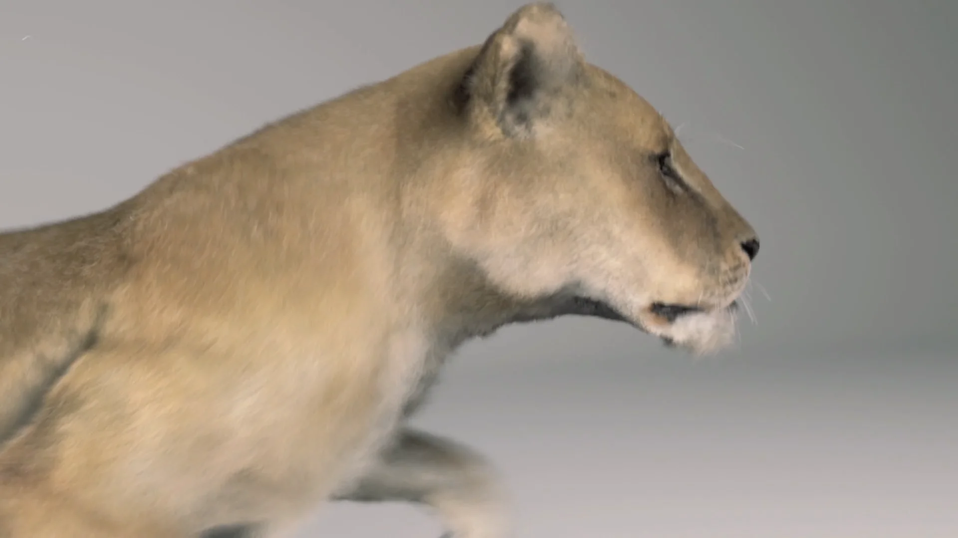 Lion Run Cycle - Cinema 4D on Vimeo