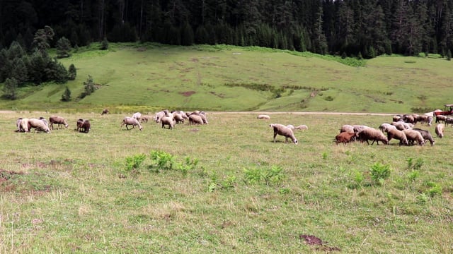 Mountain Forest Plateau - Free video on Pixabay
