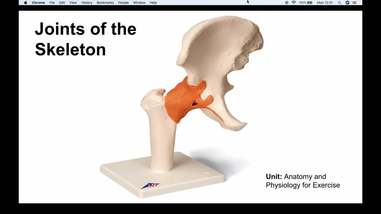 L2 Joints of the Skeleton NEW on Vimeo