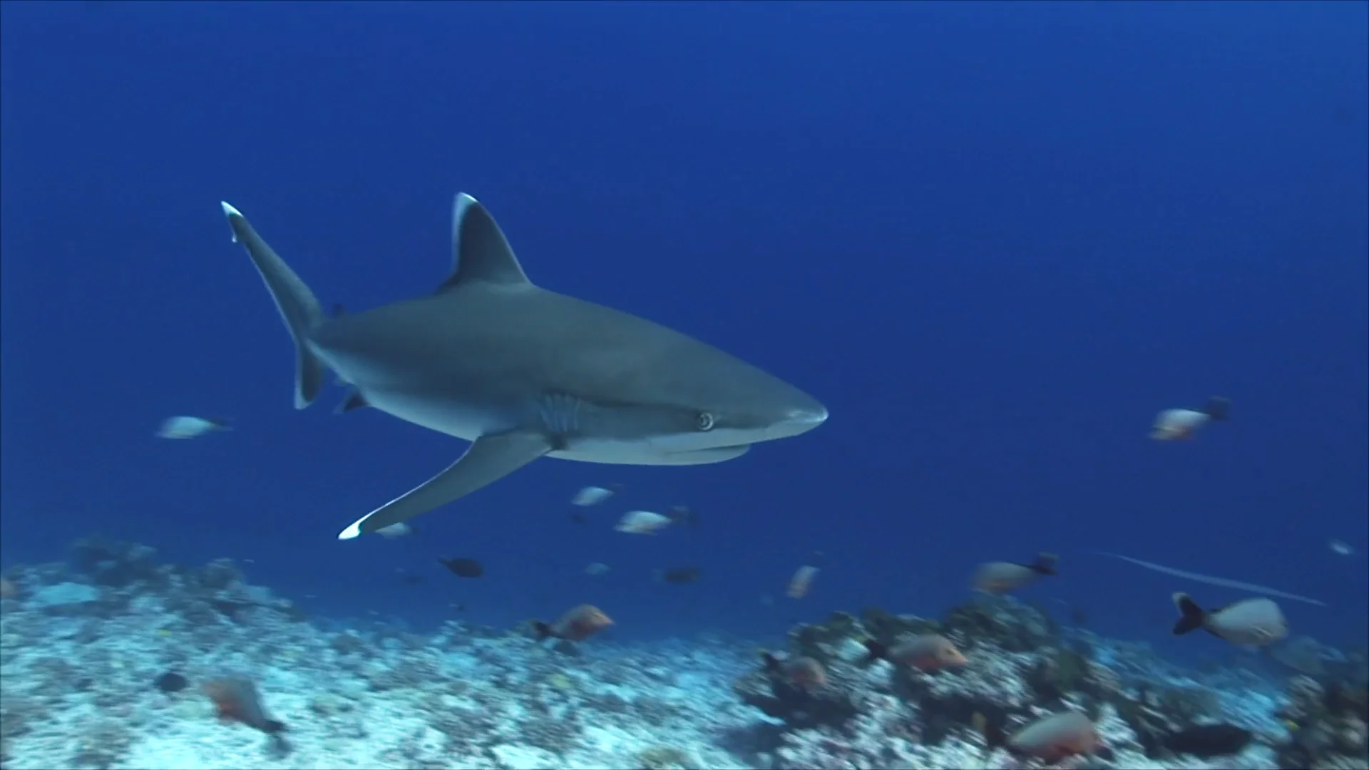 Watch The Shark-Quarium - Silvertip Sharks - Carcharhinus ...