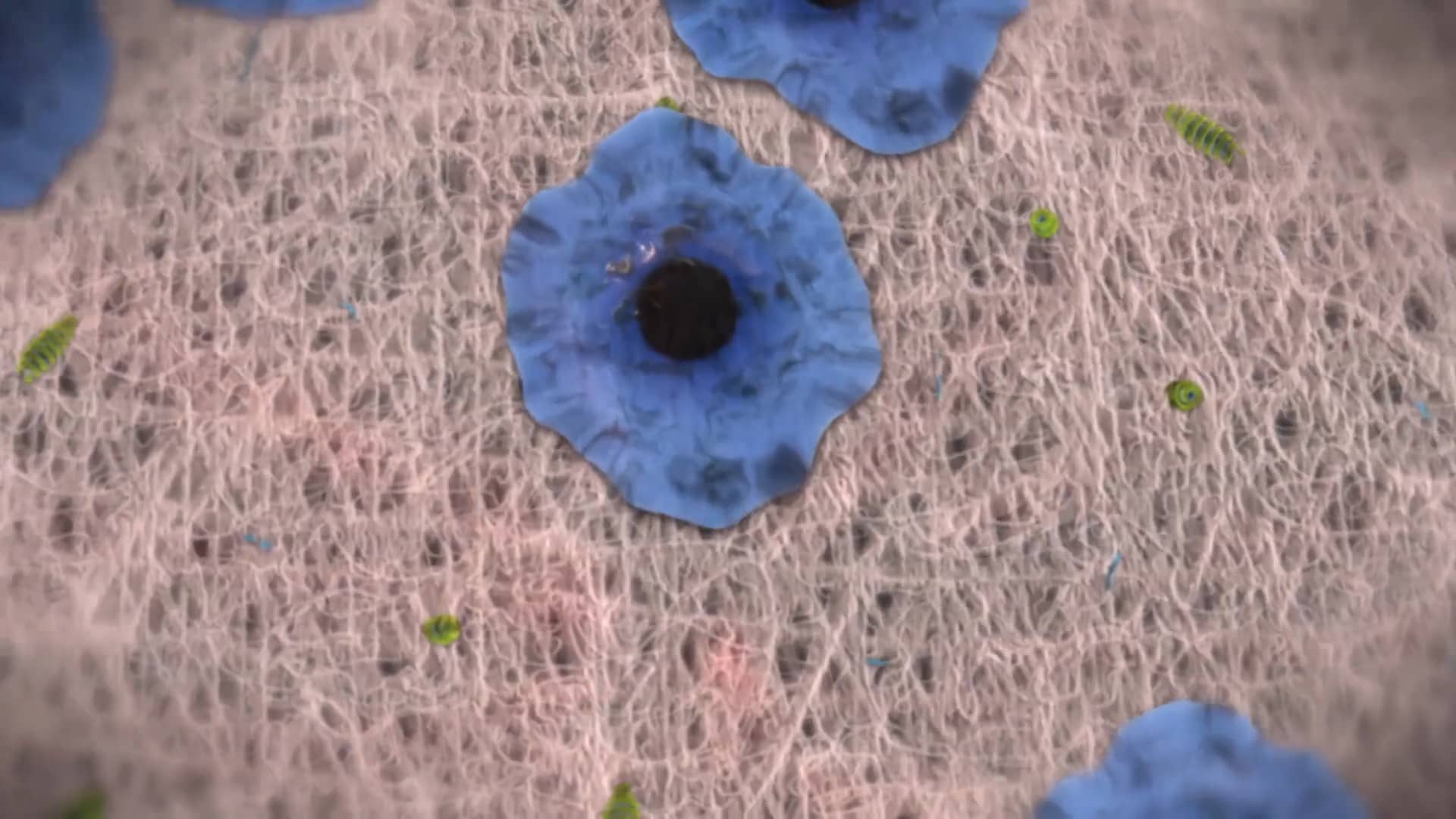 Grafton DBM/DBF (Demineralized Bone Matrix/Fiber) Autograft Extenders ...