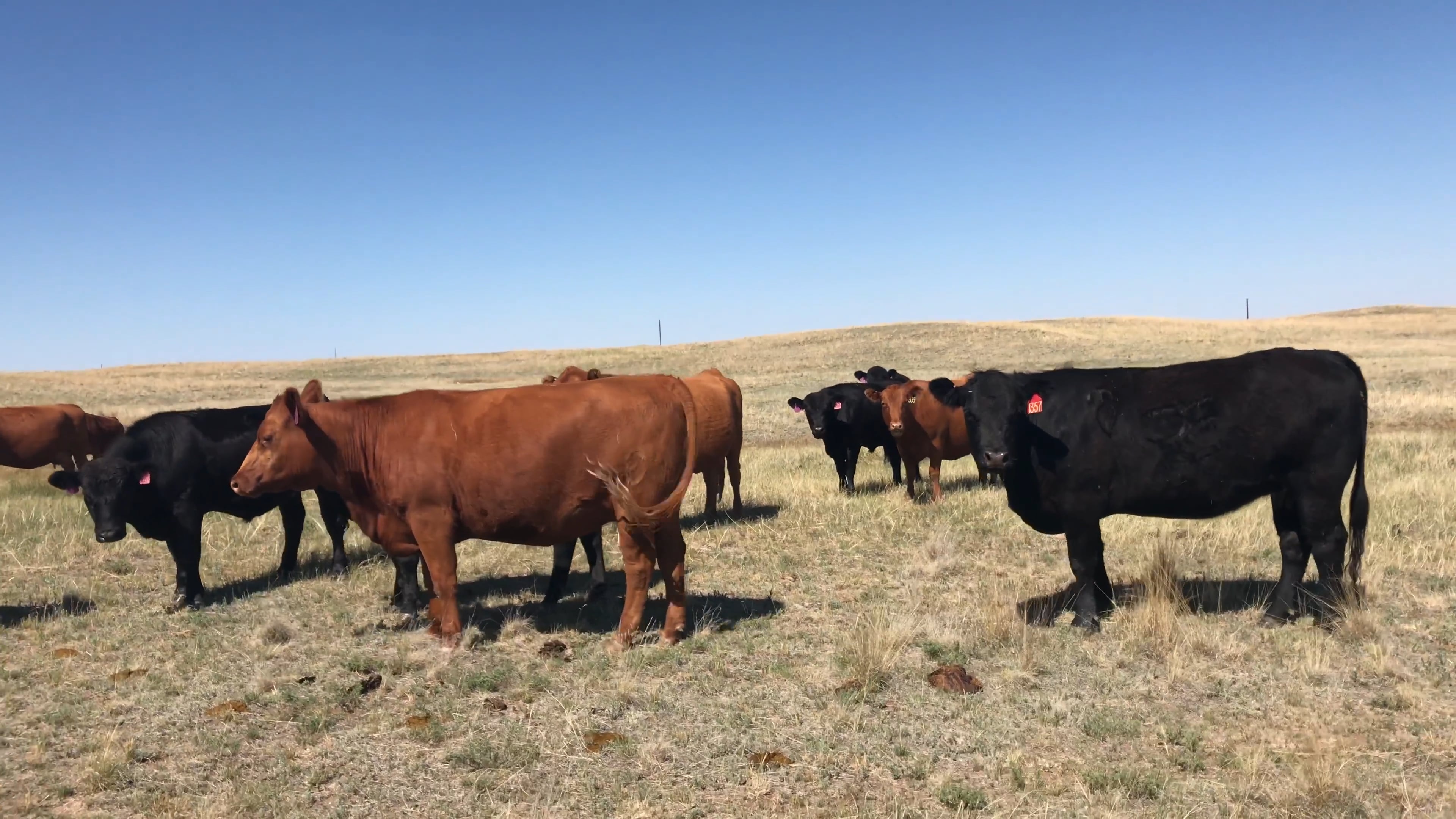 Fall Calving Cows 2018 on Vimeo