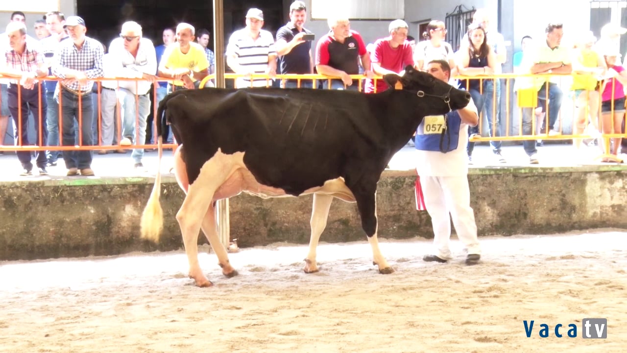 Vaca Gran Campeona | Revista Vaca Pinta | En Castellano