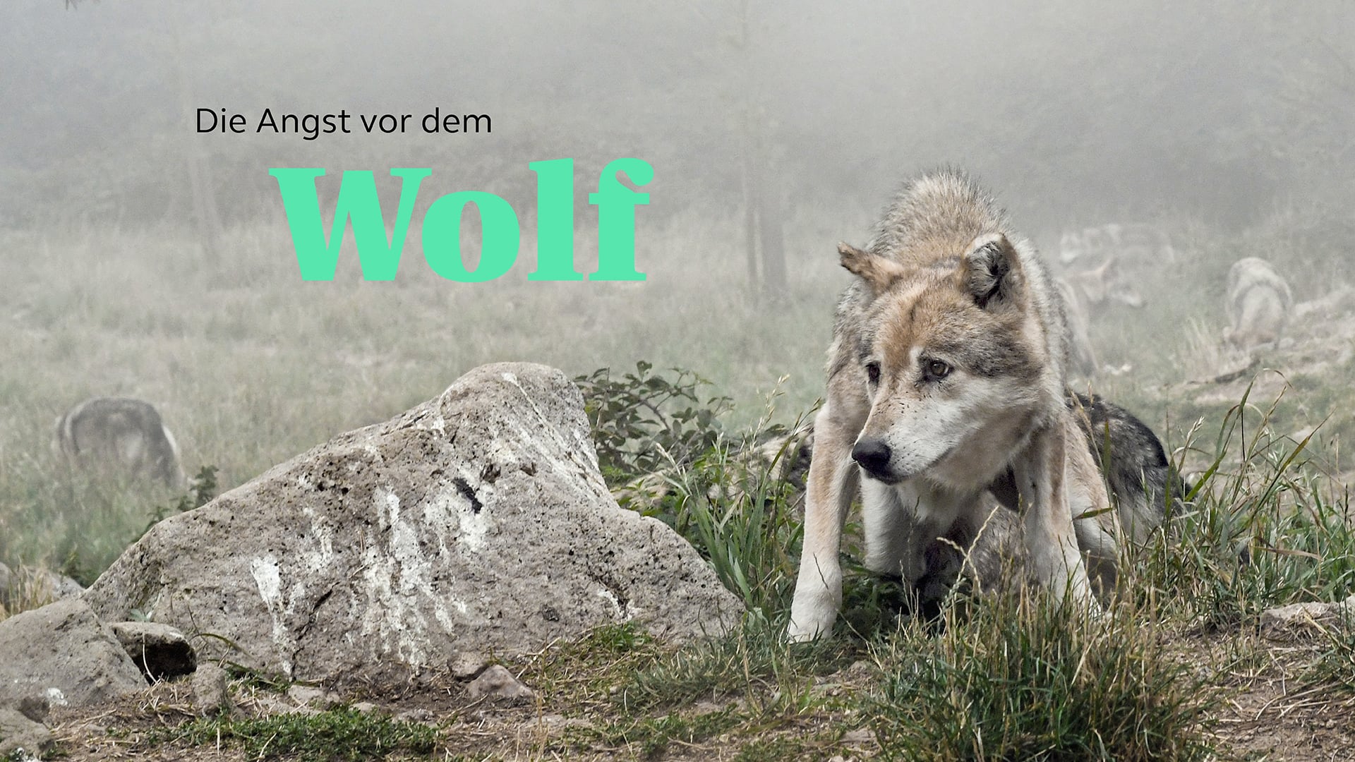 Die Angst vor dem Wolf on Vimeo