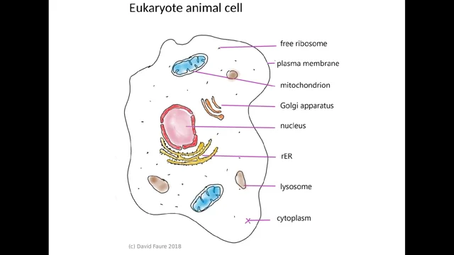 Simple Eukaryotic Animal Cell