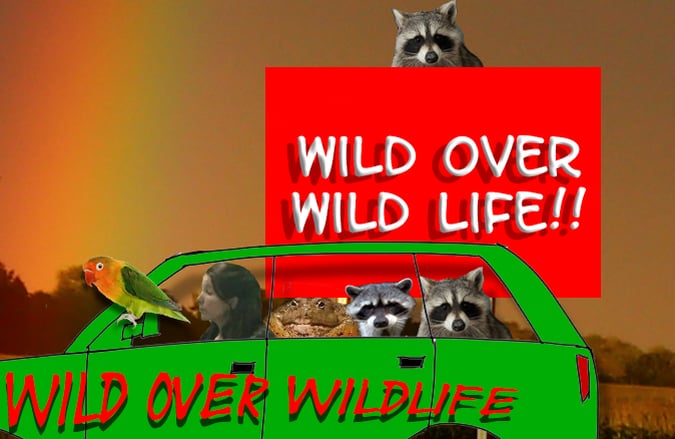 The Wild Over Wildlife Tune! on Vimeo