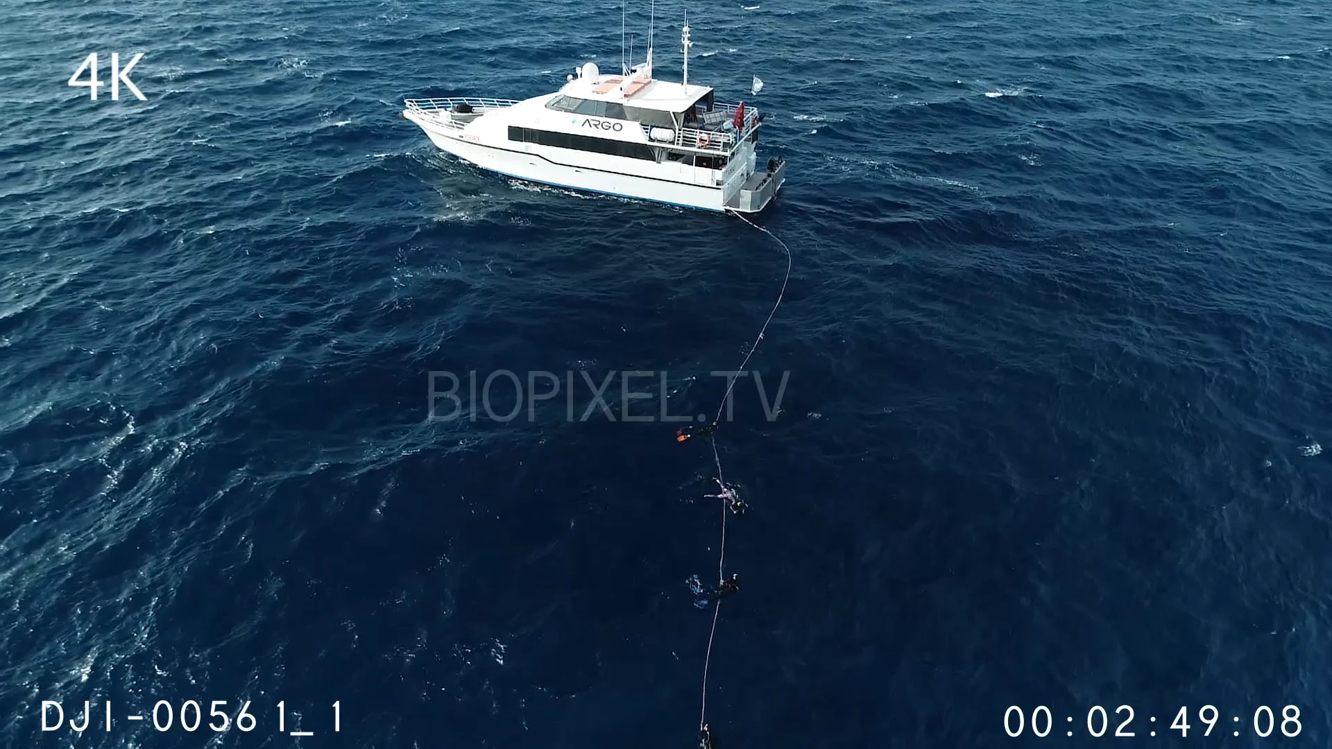 Tourism - Aerial - Dwarf minke whales around tourism vessel 4K on Vimeo