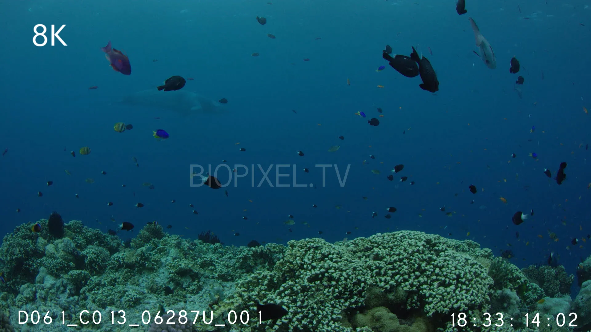 Marine Mammals - Dwarf minke whale and the reef 8K on Vimeo