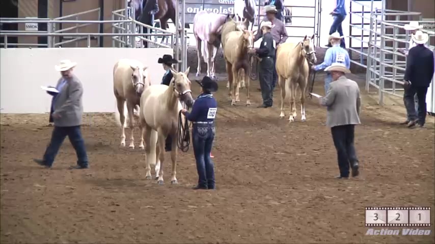 PHBA Yearling Longe Line #2105 Roxann Hudson and Sophisticated N Gold ...