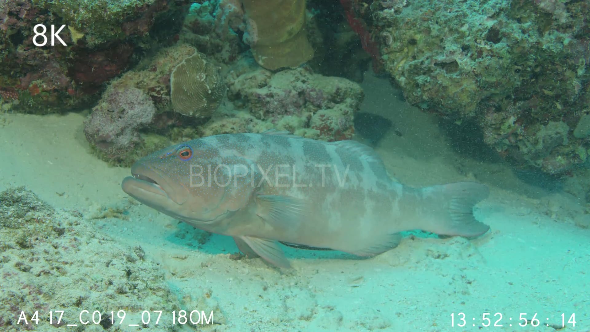 Fish Groupers and Cod - Coral trout 8K on Vimeo