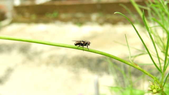 Macro Insecte Mouche La - Free video on Pixabay - Pixabay