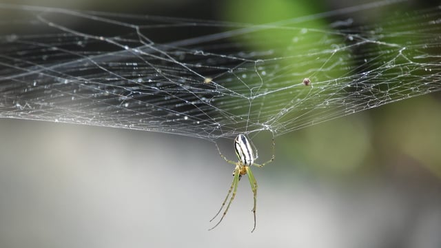 Macro Insect Web - Free video on Pixabay