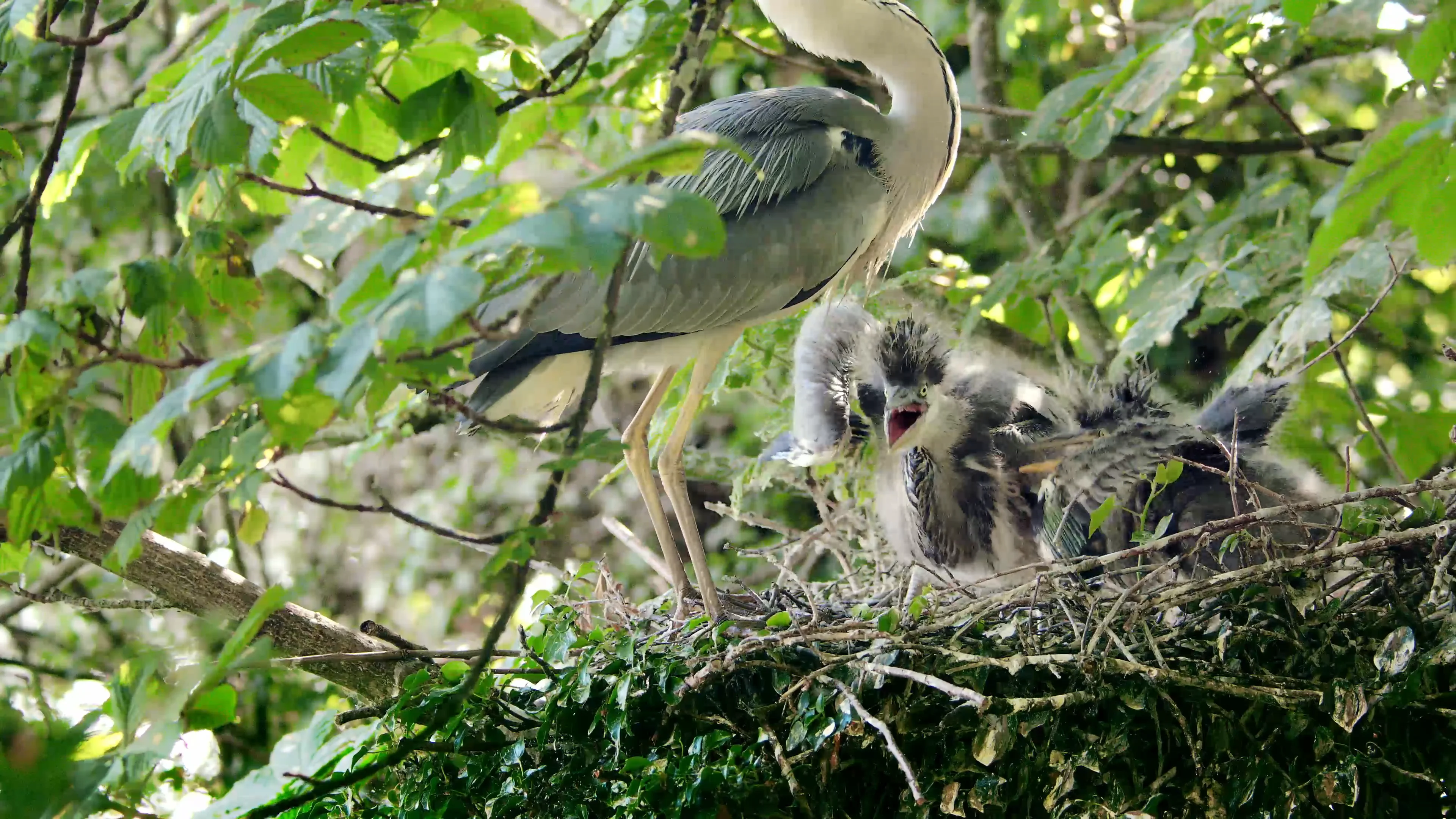 Will Nicholls Wildlife Cameraman - Showreel