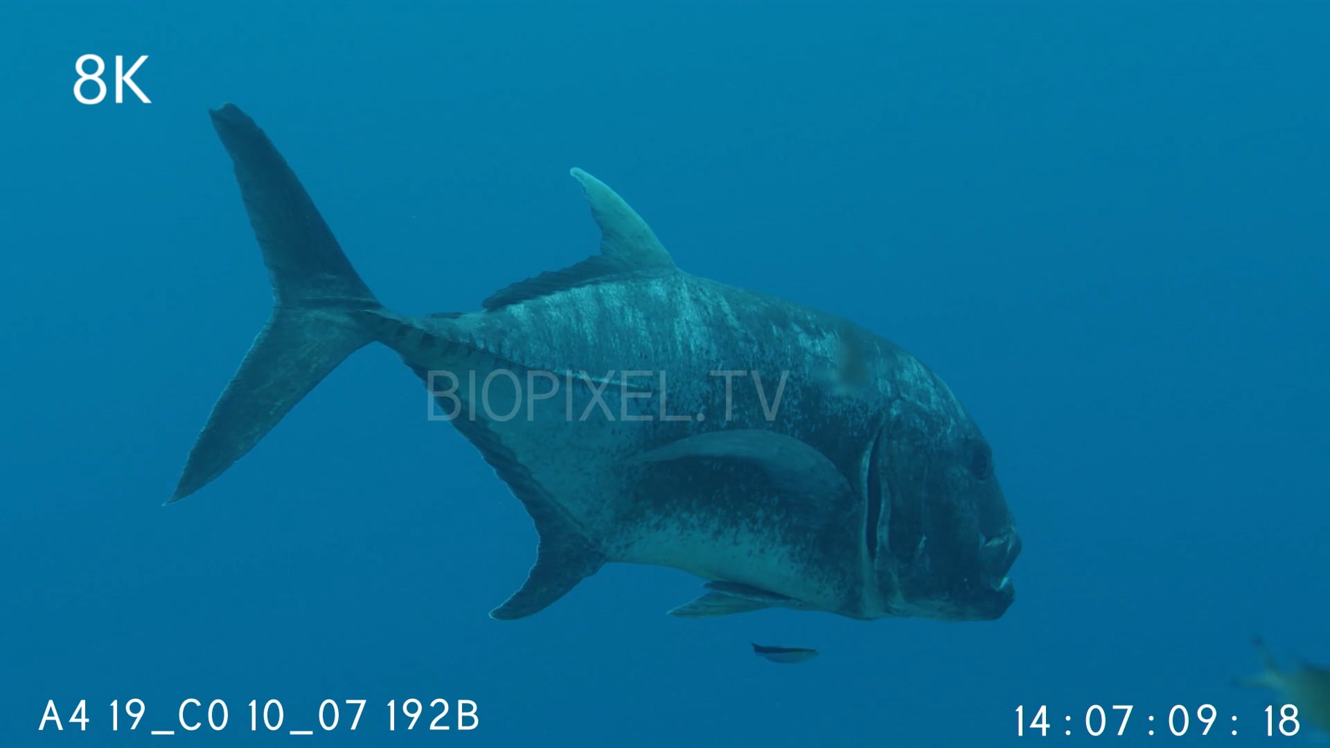 4K Fish Symbiosis - Giant trevally with cleaner wrasse 8K on Vimeo