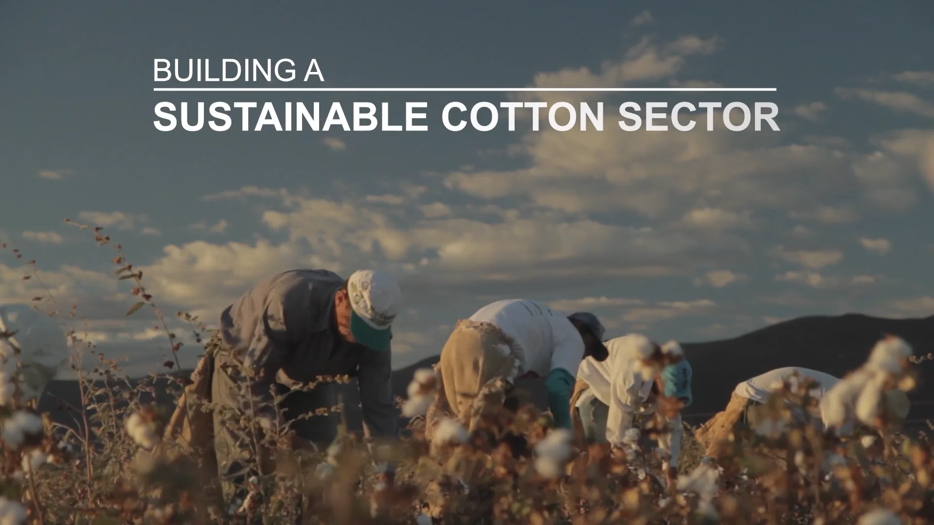 An Introduction to BCI: Making Cotton More Sustainable