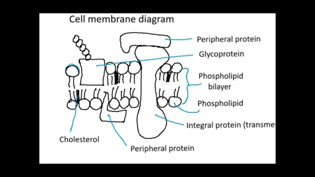 Phospholipid Bilayer Diagram With Cholesterol