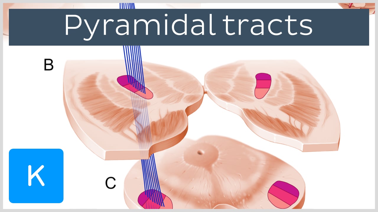 Corticobulbar Tract In Spinal Cord