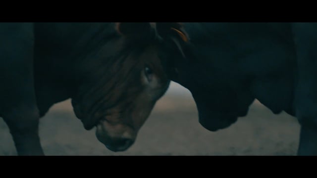 MTN Springboks Campaign on Vimeo