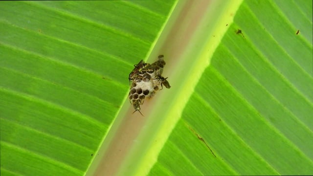 Naturaleza Insecto Colmena - Free video on Pixabay - Pixabay