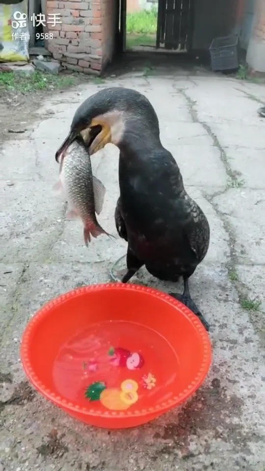Beautiful fish eater on Vimeo