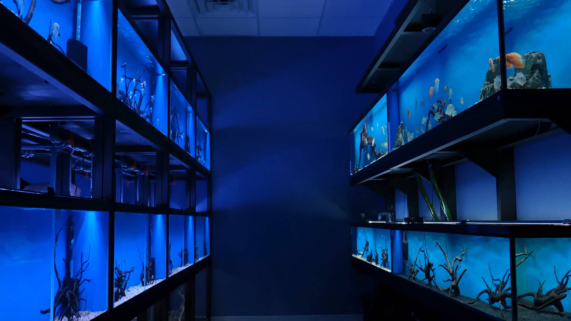 TrueLumen PRO Aquarium LED Striplights at ADG, Houston TX on Vimeo