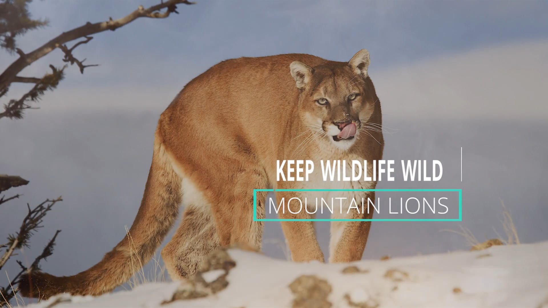 Keep Wildlife Wild: Mountain Lions on Vimeo