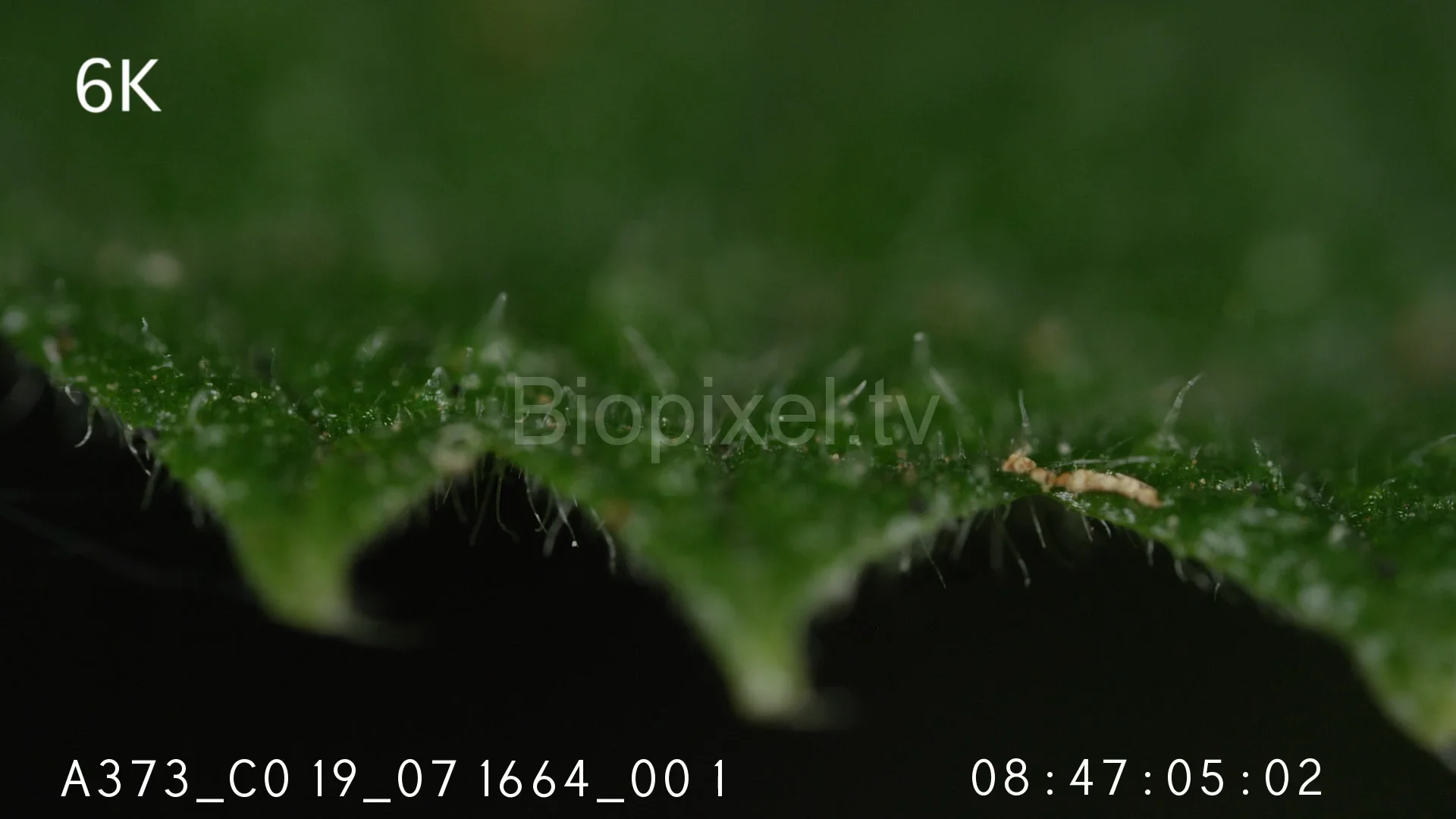 4K Molluscs Shells - Stinging Tree Macro Silicone needle 6K on Vimeo