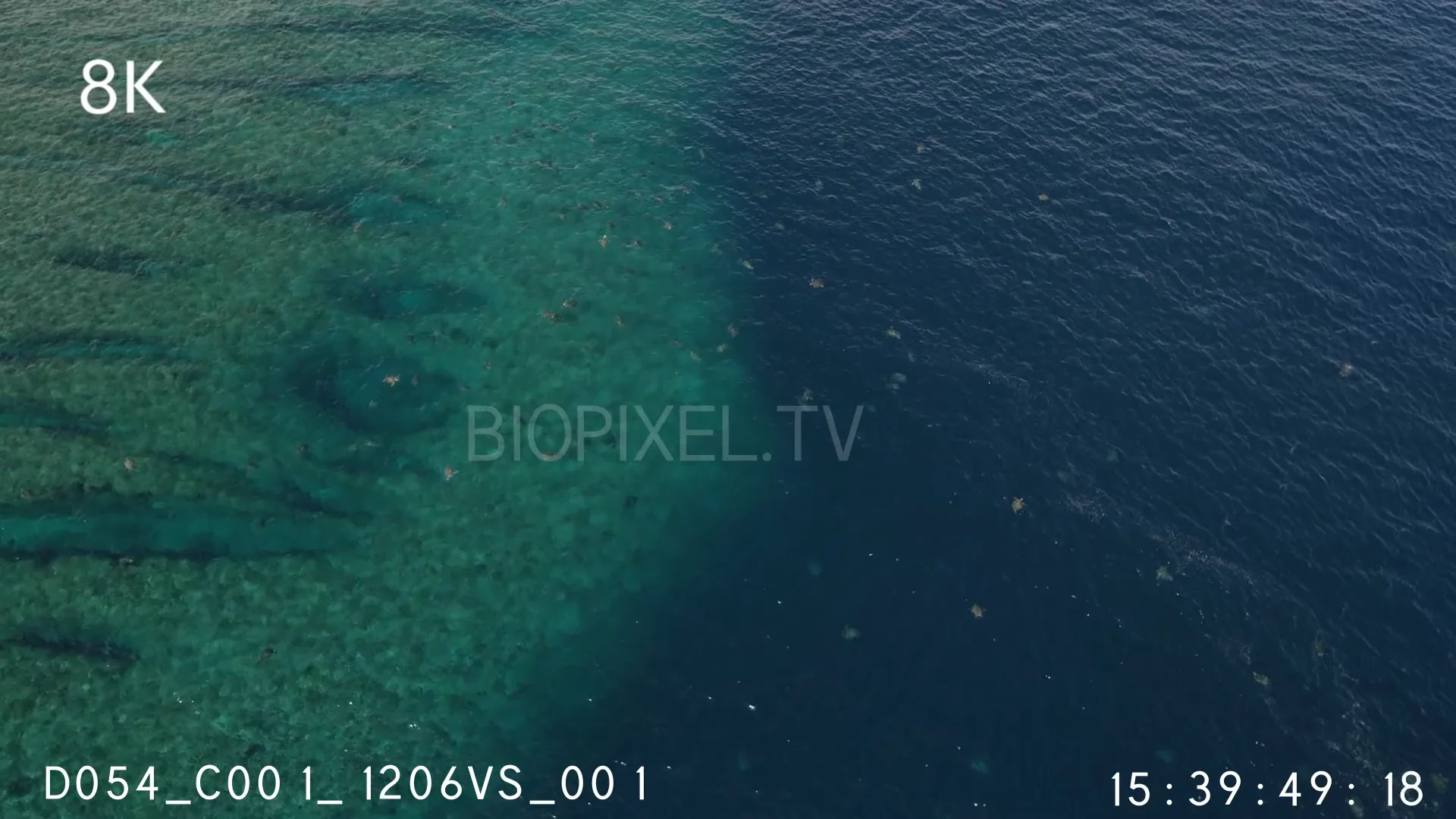 4K Sea Turtles - Aerial - Green sea turtles mass numbers in water at ...