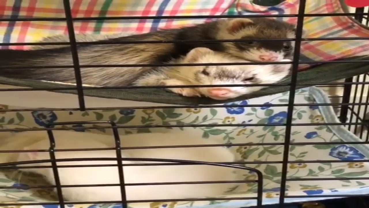 Funny and cute Ferret Video Compilation | Videos & Movies on Vimeo