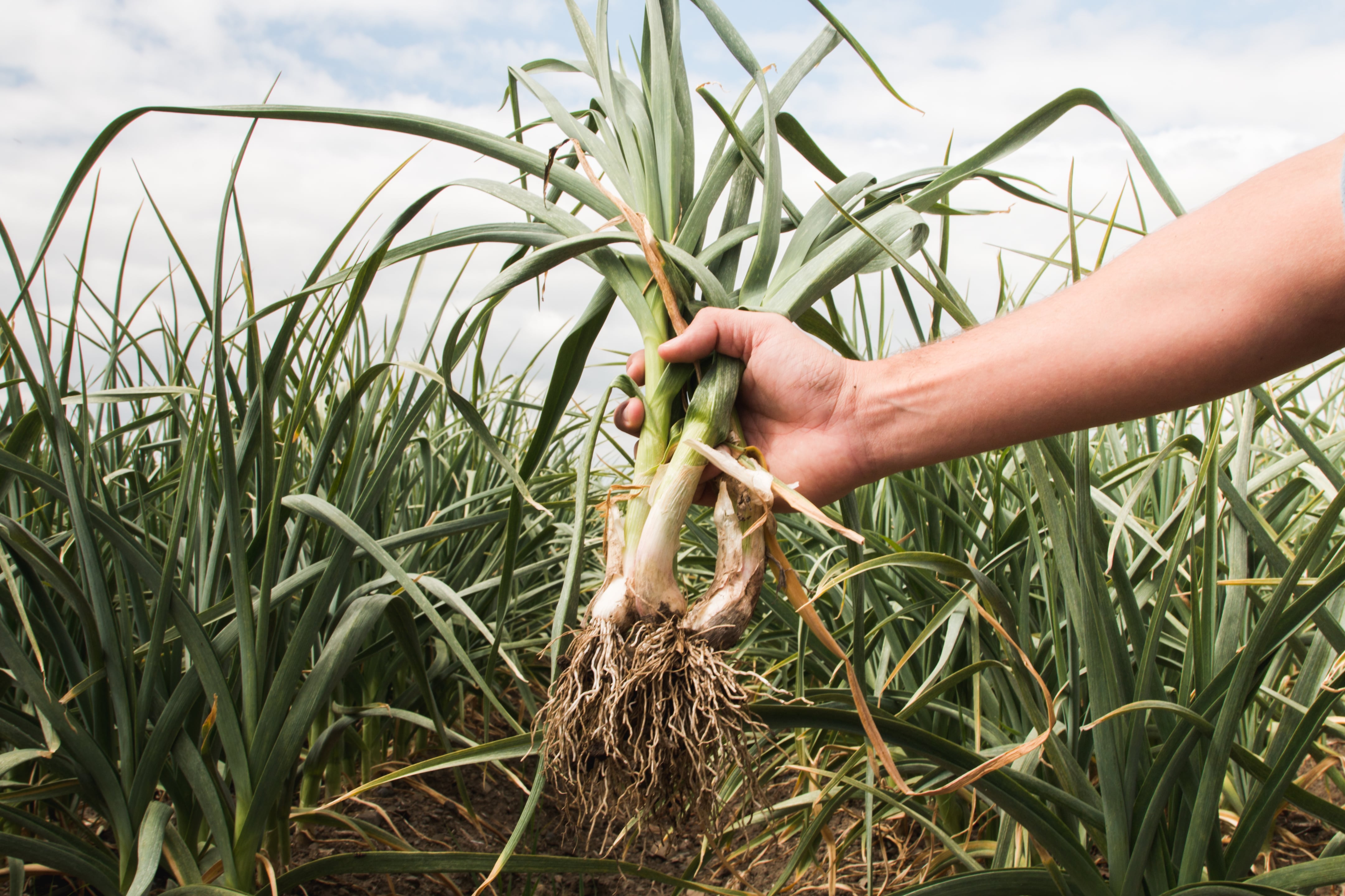 Christopher Ranch Peeled Garlic on Vimeo