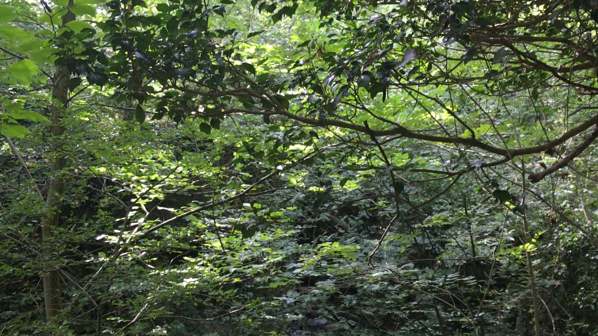 The Howk Waterfall, Caldbeck on Vimeo