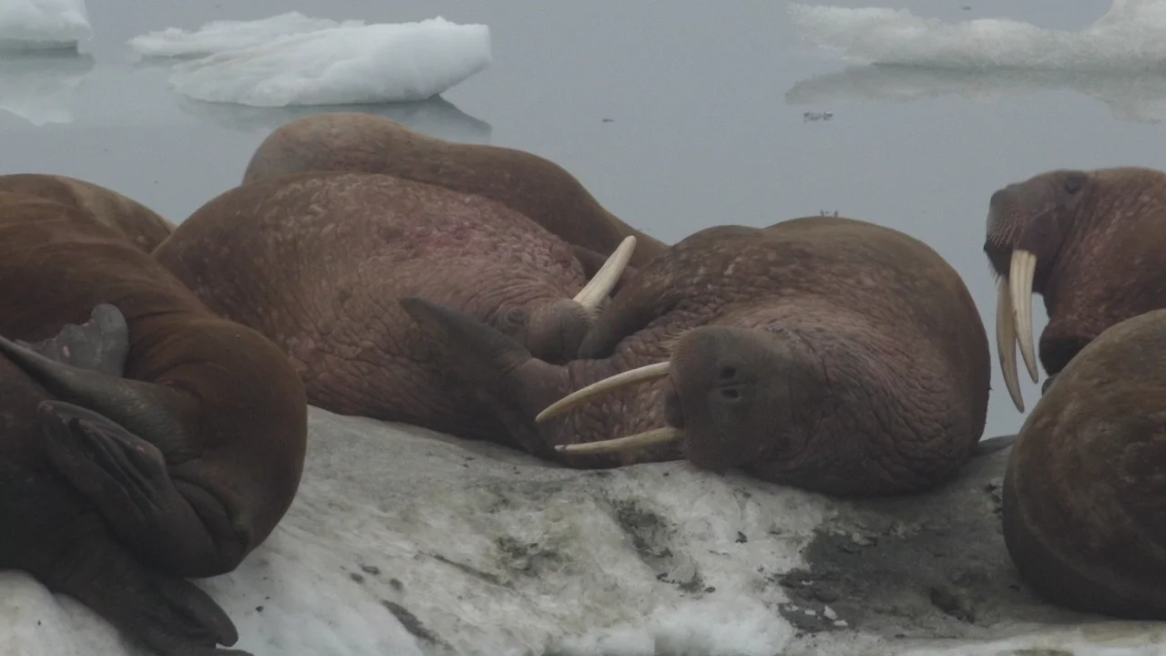Walrus in The Bering Sea on Vimeo