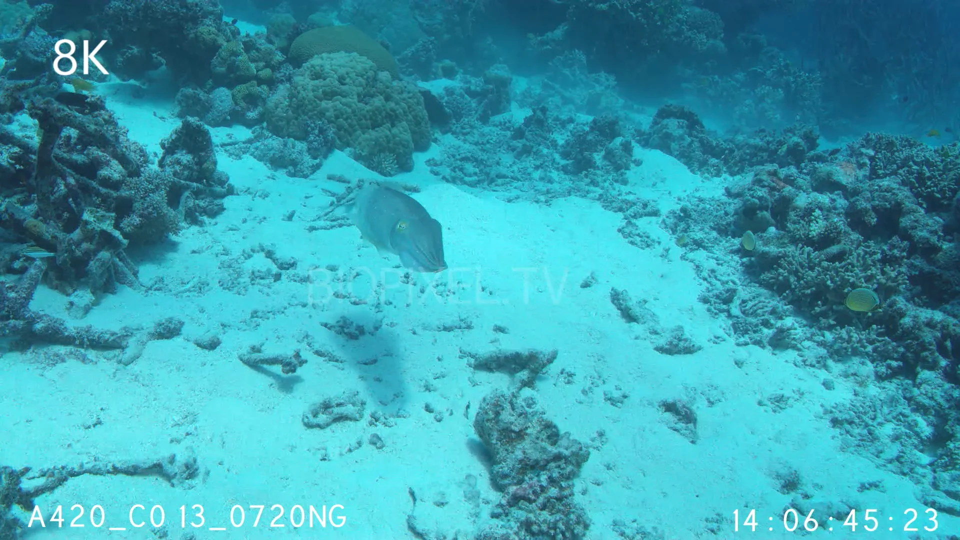 Cuttlefish - Reef cuttlefish swimming over sand and changing colours 8K ...